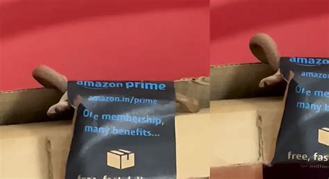 Couple Receives Cobra In Amazon Package Instead Xbox