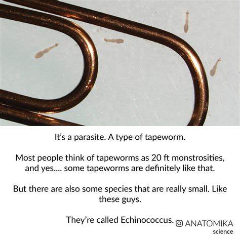 Morphology Drawing Life