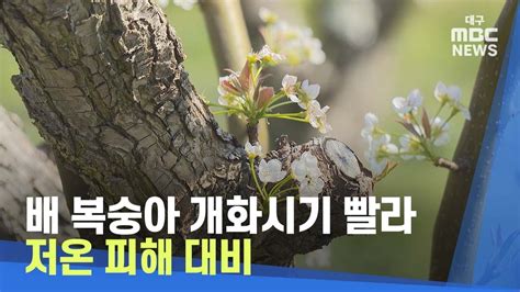 배 복숭아 개화시기 빨라‥저온 피해 대비 대구mbc뉴스 Youtube