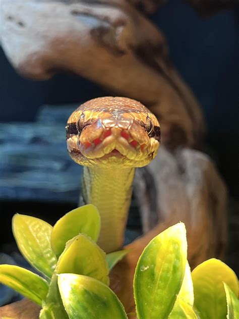 Pretty Girl ~~ Rballpython