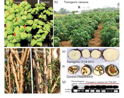 Cassava Mosaic Virus Semantic Scholar