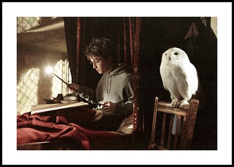 Hedwig Harry Potter