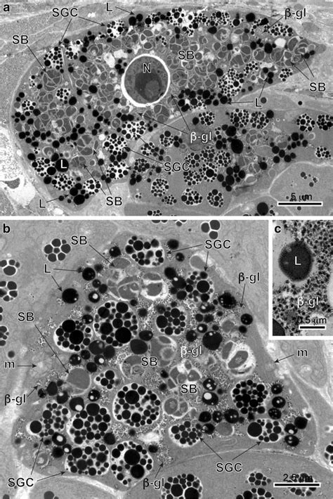 A C Tem Micrographs Illustrating Mature Vitellocytes Stage Iv In A Download Scientific