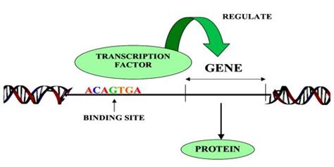 基于SCENIC的转录因子分析原理讲解与实操 Hexo