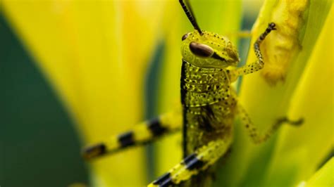 Do Grasshoppers Eat Window Screens