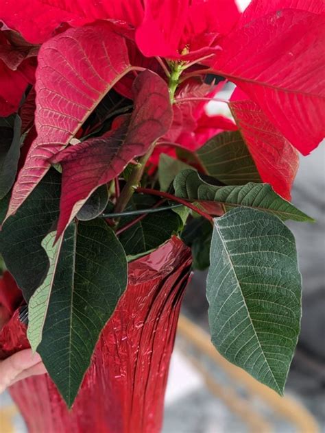 My Poinsettia Care Guide And Tips For Keeping Your Plants Healthy