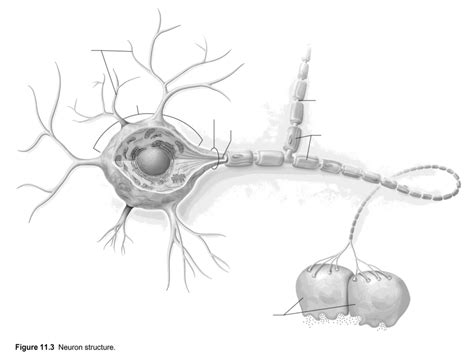 Neuron Structure Diagram Quizlet