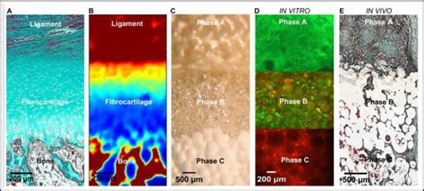 A The Native Acl Bone Interface Exhibits Distinct Yet Continuous