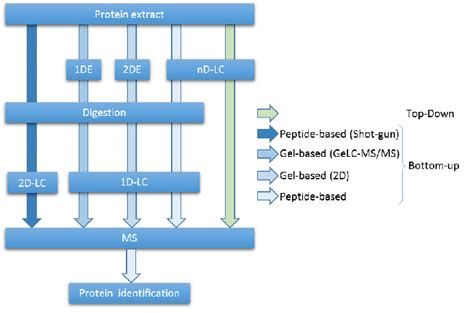 3 ms based protein identification approaches download scientific