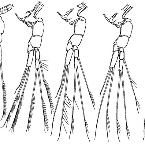 Cypris Appendages Of Facetotecta A Hansenocaris Furcifera