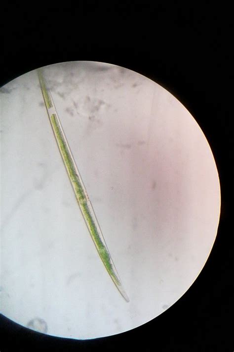 BIOLOGÍA VEGETAL I OBSERVACIÓN E IDENTIFICACIÓN DE ALGUNAS ALGAS DE