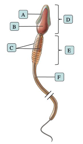 Physio Lab 8 Reproductive Lab Pre Lab Worksheet Flashcards Quizlet