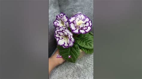 Доброе утро Мир дому вашему а сердцу счастья Христианское пожелание