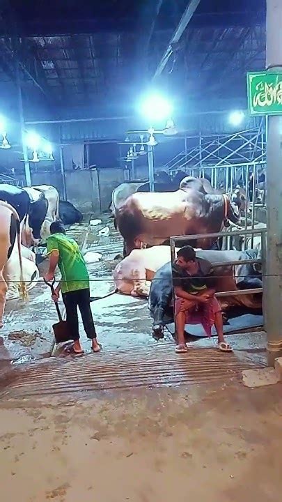 ঈদুল আজহা উপলক্ষে জমজমাট সাদিক এগ্রো Sadeeqagro Cowhat Dairy Youtube