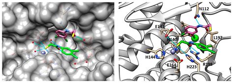 Molecules Free Full Text Bacterial Zinc Metalloenzyme Inhibitors