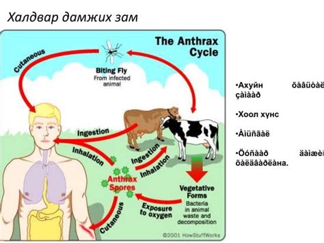 мал амьтаны гоц халдварт өвчин