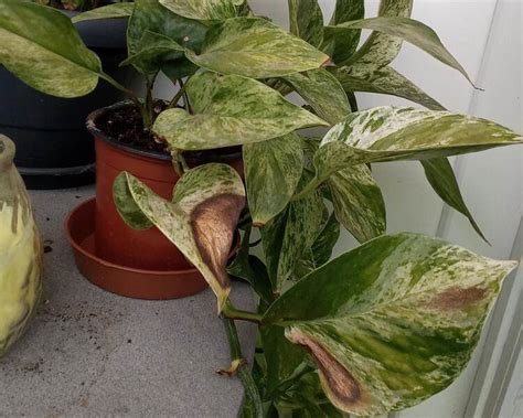 How To Fix A Pothos Sunburn Some Signs You Should Notice