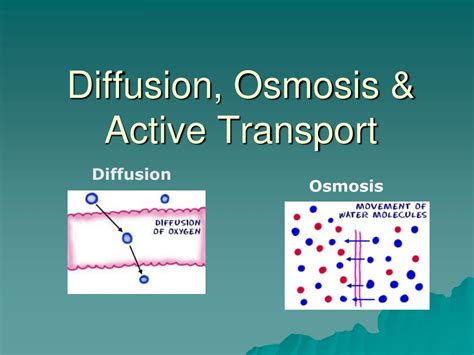 Ppt Diffusion And Osmosis Powerpoint Presentation Free 46 Off