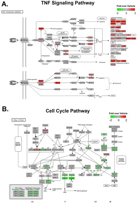 Gene Expression Profiles Of Top Kegg Pathways Tnf Signaling Pathway