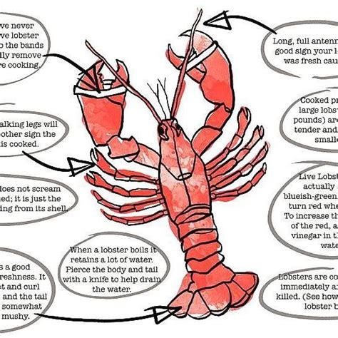 The Ultimate Guide to Buying and Cooking Lobsters