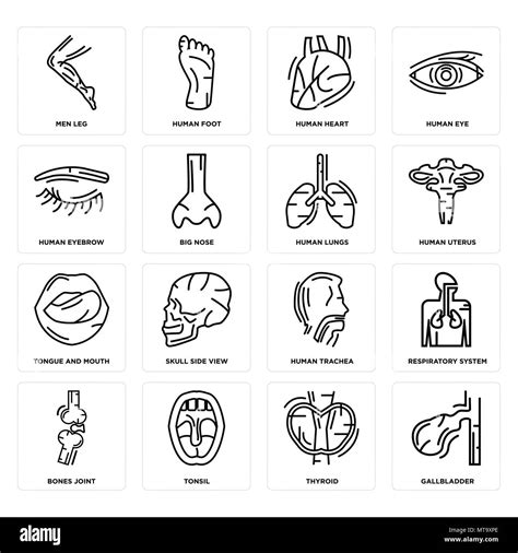 Set Of Simple Editable Icons Such As Gallbladder Thyroid Tonsil