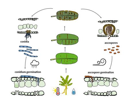 Battling Black Sigatoka Of Banana In Costa Rica Background Information