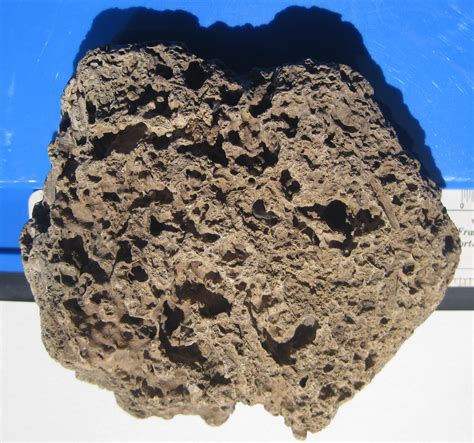 Sponge Fossil ID The Fossil Forum Sponge Fossil ID The Fossil Forum