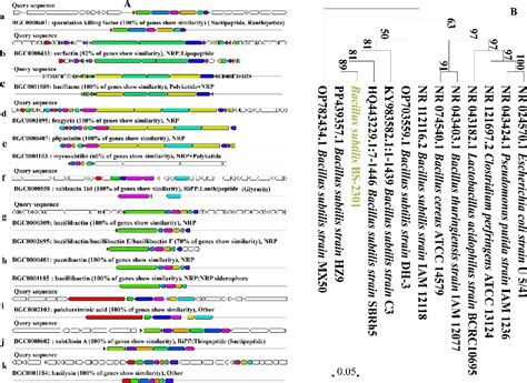 Figure 1 From Exploring Plant Growth Promoting Traits And Biocontrol