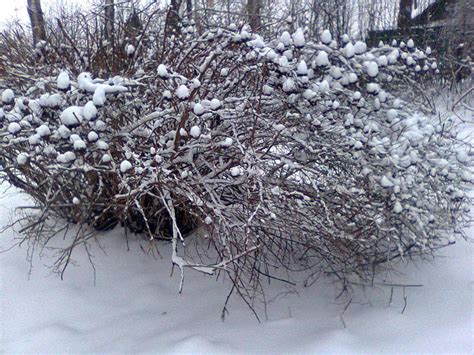 Это тонкое зимнее кружево... (Марина Юрьевна Пуховская) / Проза.ру