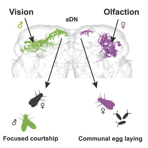 A Sex Specific Switch Between Visual And Olfactory Inputs Underlies