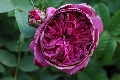 Rosier Robert Le Diable Rose Gallique Achat Et Vente De Rosiers En