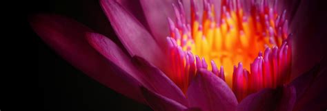 Hanami Announcing Lotus V