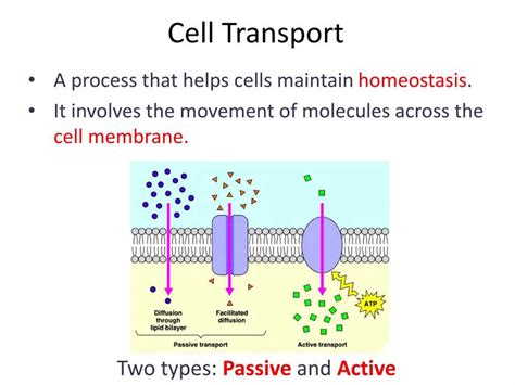 Mastering Cellular Transport Section 4 Answer Key Revealed