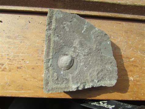 What Kind Of Clam Fossil Is This Fossil Id The Fossil Forum