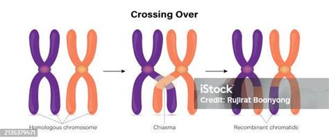 Crossing Over Of Chromosome Genetic Recombination Stock Illustration