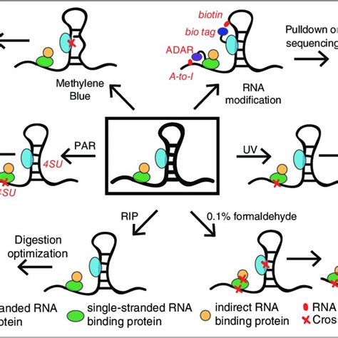 Pdf Advances And Challenges In The Detection Of Transcriptome‐wide Protein Rna Interactions