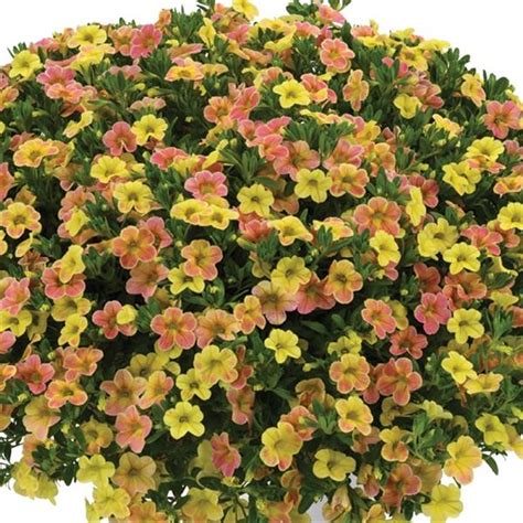 Webtrack Plant Information