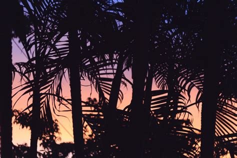 Images Gratuites arbre branche plante ciel nuit obscurité métropole Ordinateur papier