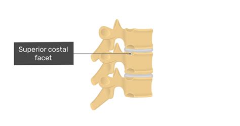 Thoracic Vertebrae Anatomy Quiz