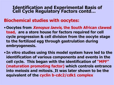 PPT Lectures 7 10 Cell Cycle Regulation And Cancer PowerPoint