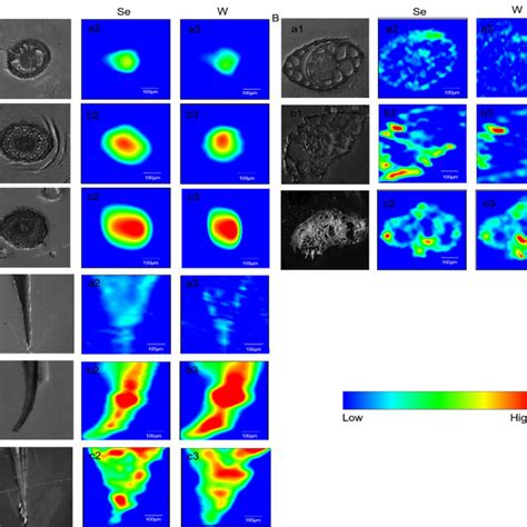 Spatial Distribution Of Se And W In Rice A Roots B Stems And C Download Scientific