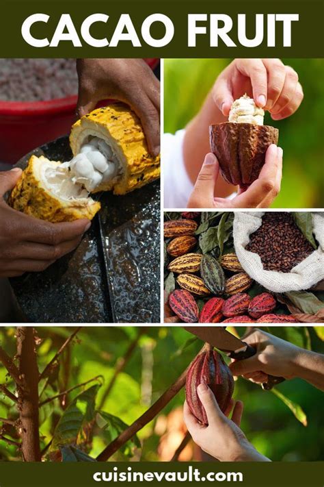 What Does A Cacao Fruit Taste Like Artofit