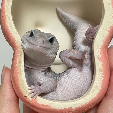 Adorable Leopard Gecko