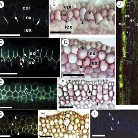 List Of Monocot Species Class Liliopsida That Have A Multiseriate Download Table