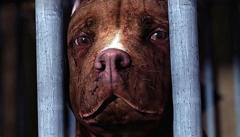 Un Pitbull Atacó A Un Albañil Y Reavivó El Debate Sobre Las Razas