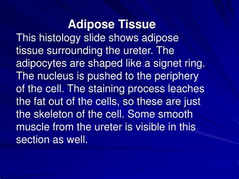 Ppt Adipose Tissue Powerpoint Presentation Free Download Id5311655