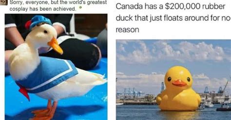 Evil Duck Memes