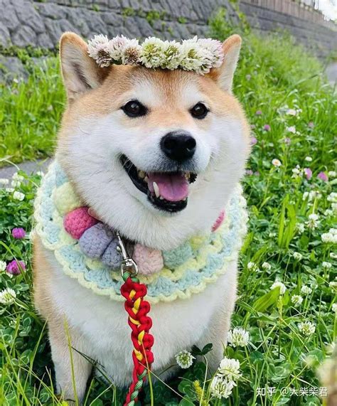 盘点2023柴犬价格！买柴犬不再迷茫！ 知乎