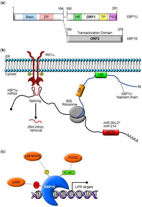 Cells Free Full Text Intricately Regulated A Cellular Toolbox For