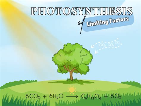 Limiting Factors Of Photosynthesis Gcse Biology 9 1 Teaching
